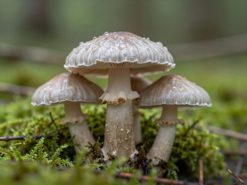 Gyapjas tintafogó gomba hatásai - Kevésbé ismert gombafajta ...